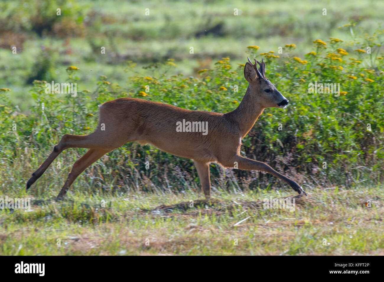 A well grown roebuck is running away , Scania Sweden Stock Photo - Alamy