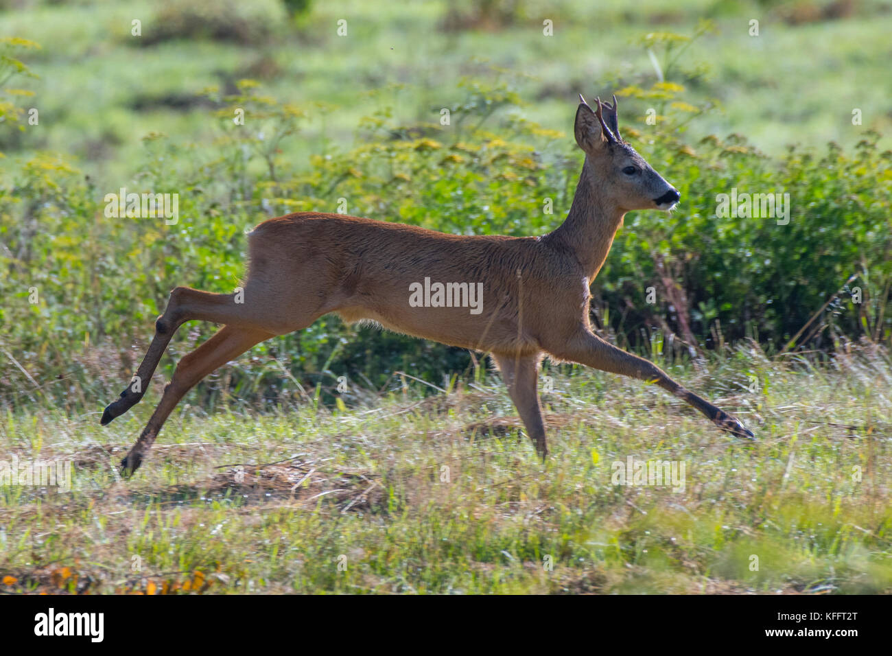 A well grown roebuck is running away , Scania Sweden Stock Photo - Alamy