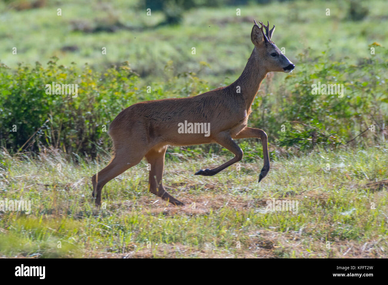 A well grown roebuck is running away , Scania Sweden Stock Photo - Alamy