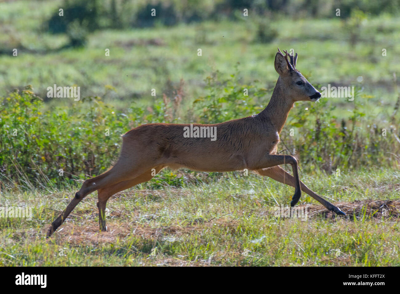 A well grown roebuck is running away , Scania Sweden Stock Photo - Alamy