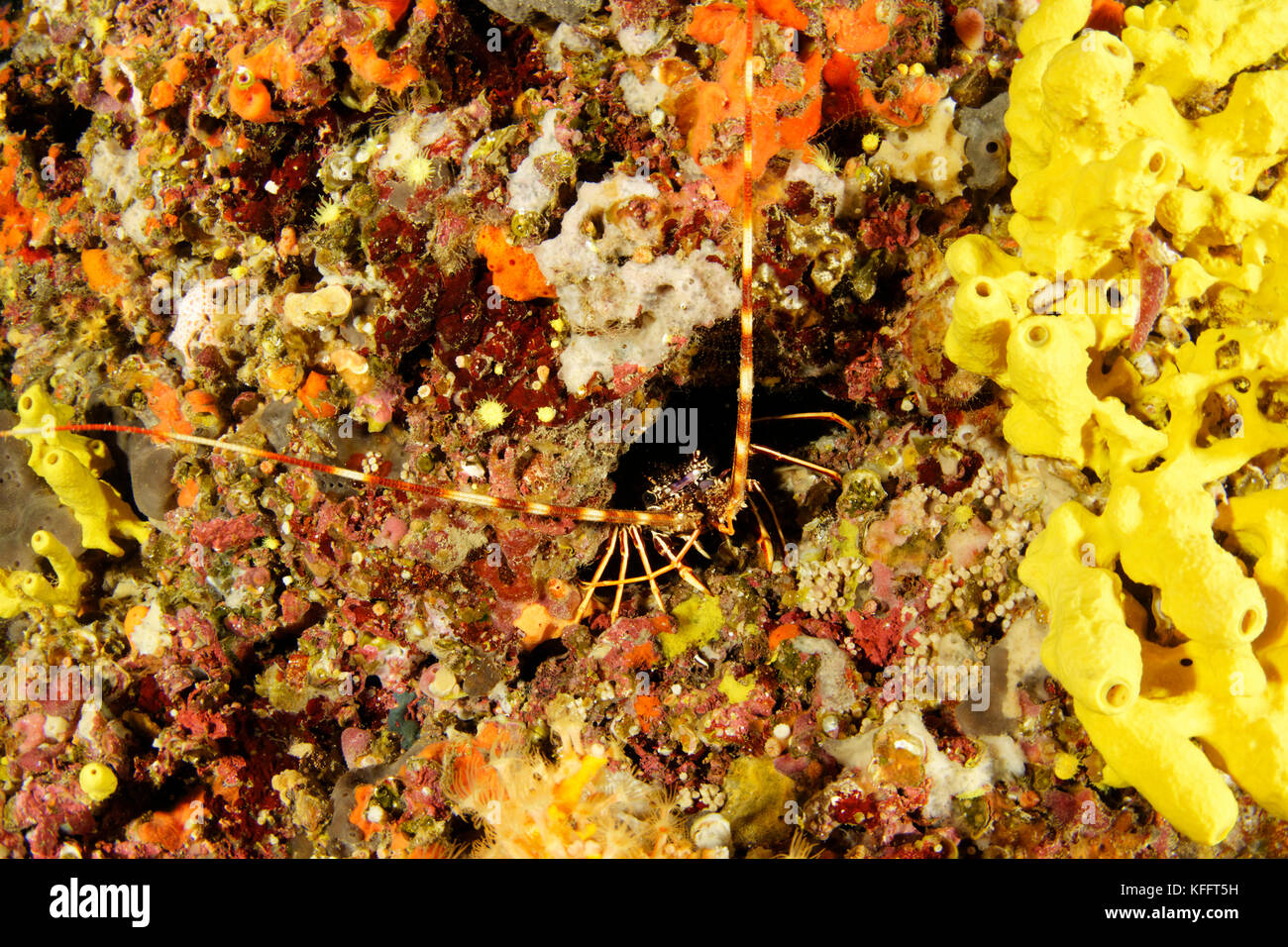 Palinurus elephas hi-res stock photography and images - Alamy