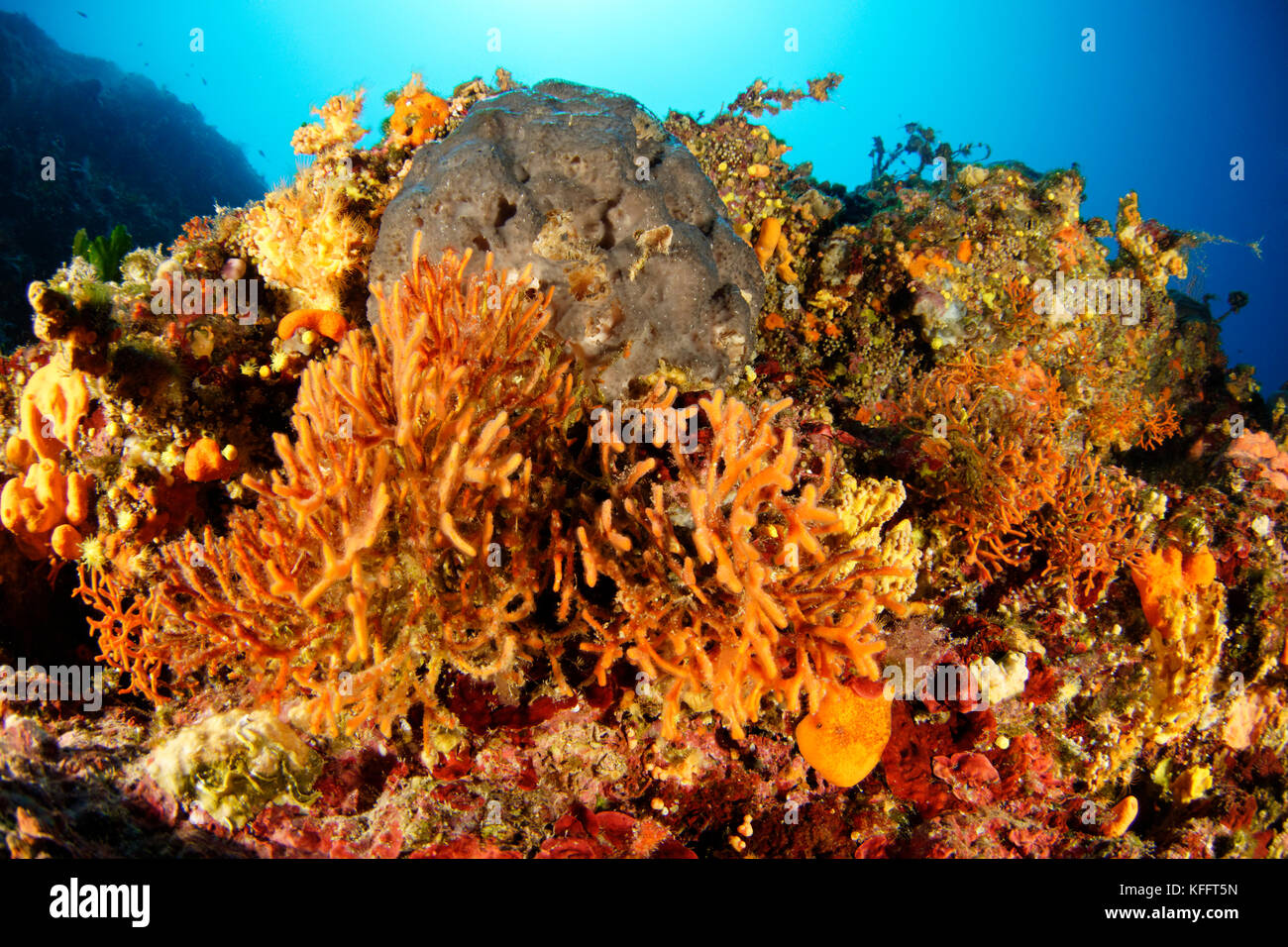 Moss Animals, Schizoretepora serratimargo, Coralreef with Colony of ...