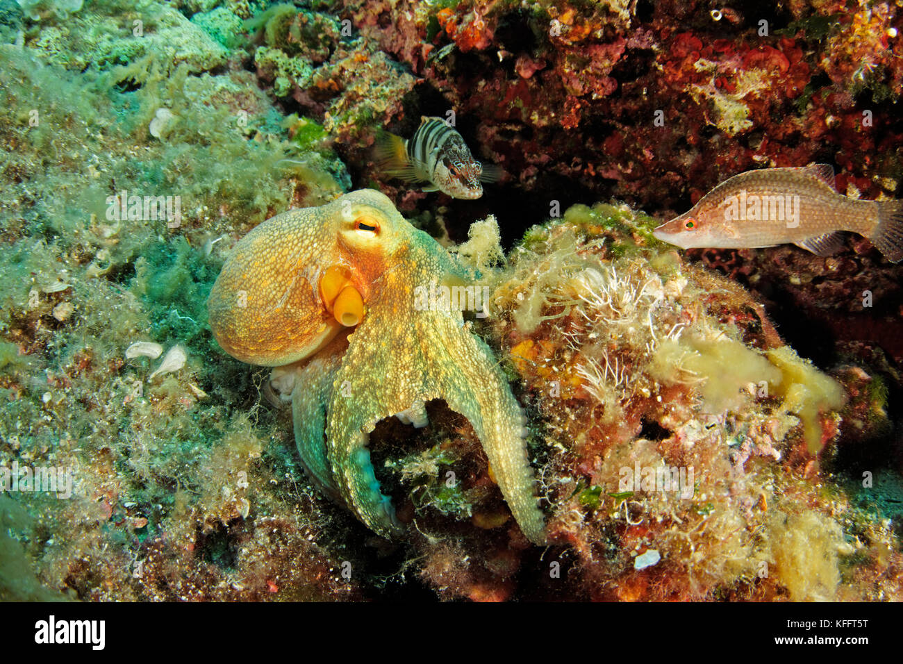 Common octopus, Octopus vulgaris, Adriatic Sea, Mediterranean Sea ...