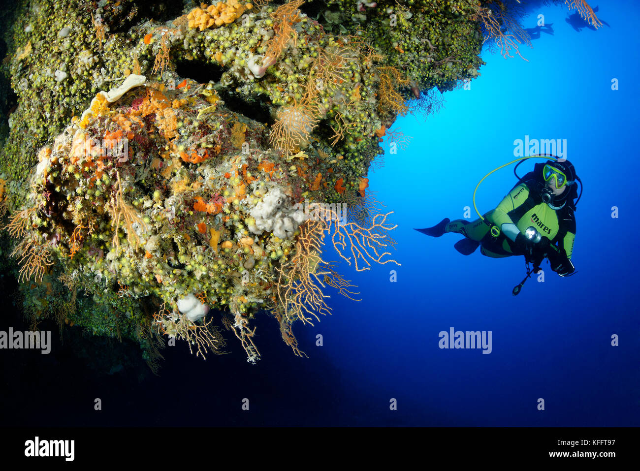 Gorgoniidae holaxonia anthozoa cnidaria hi-res stock photography and ...