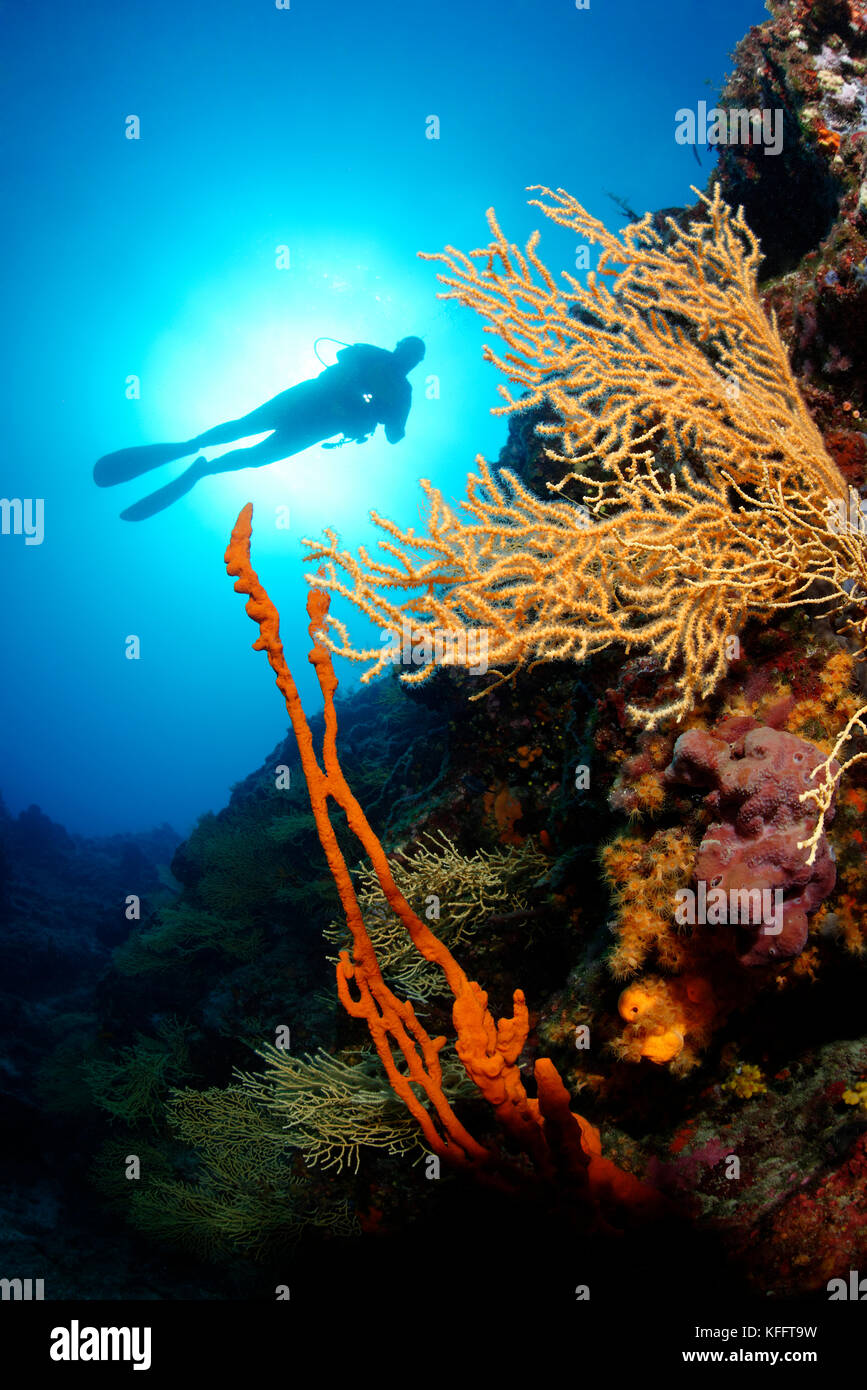Yellow sea whip and Finger sponge, Eunicella cavolini, Axinella ...