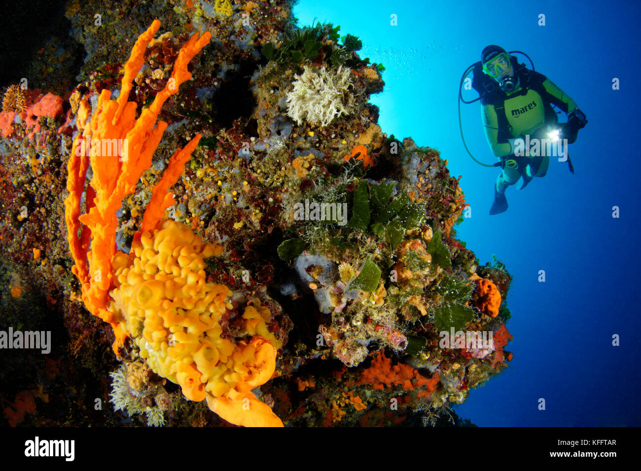 Orange antler sponge, Axinella polycapella, Coralreef and scuba diver ...
