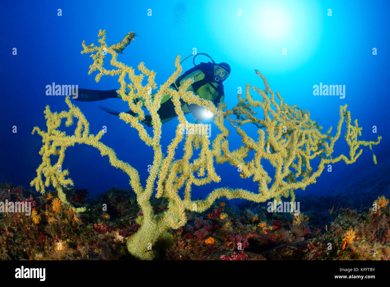 Gold coral, Savalia savaglia and scuba diver, Island Brac, Adriatic Sea ...