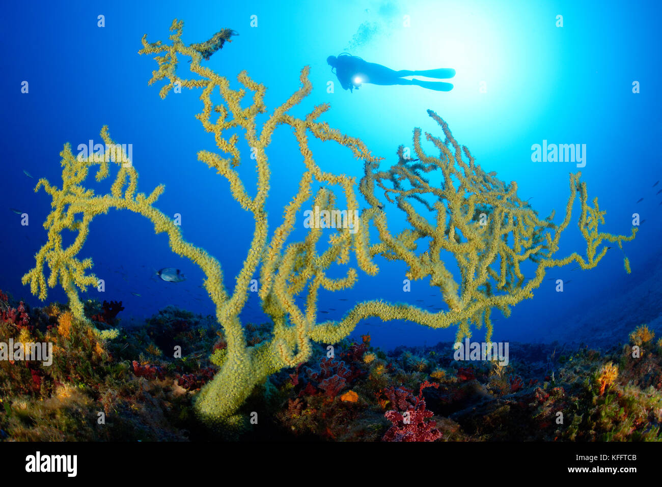 Gold coral, Savalia savaglia and scuba diver, Island Brac, Adriatic Sea ...