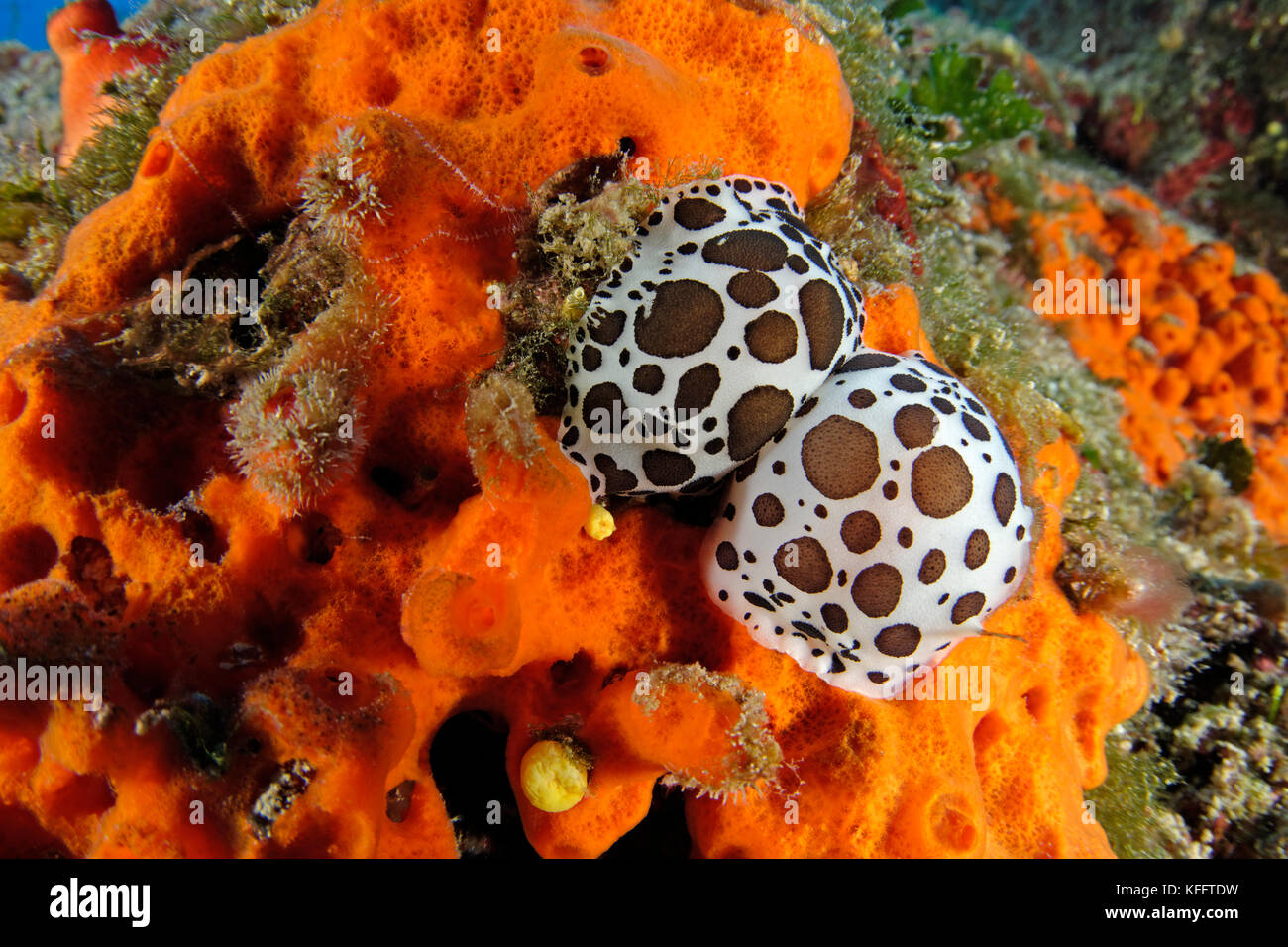 Sea snail underwater hi-res stock photography and images - Alamy