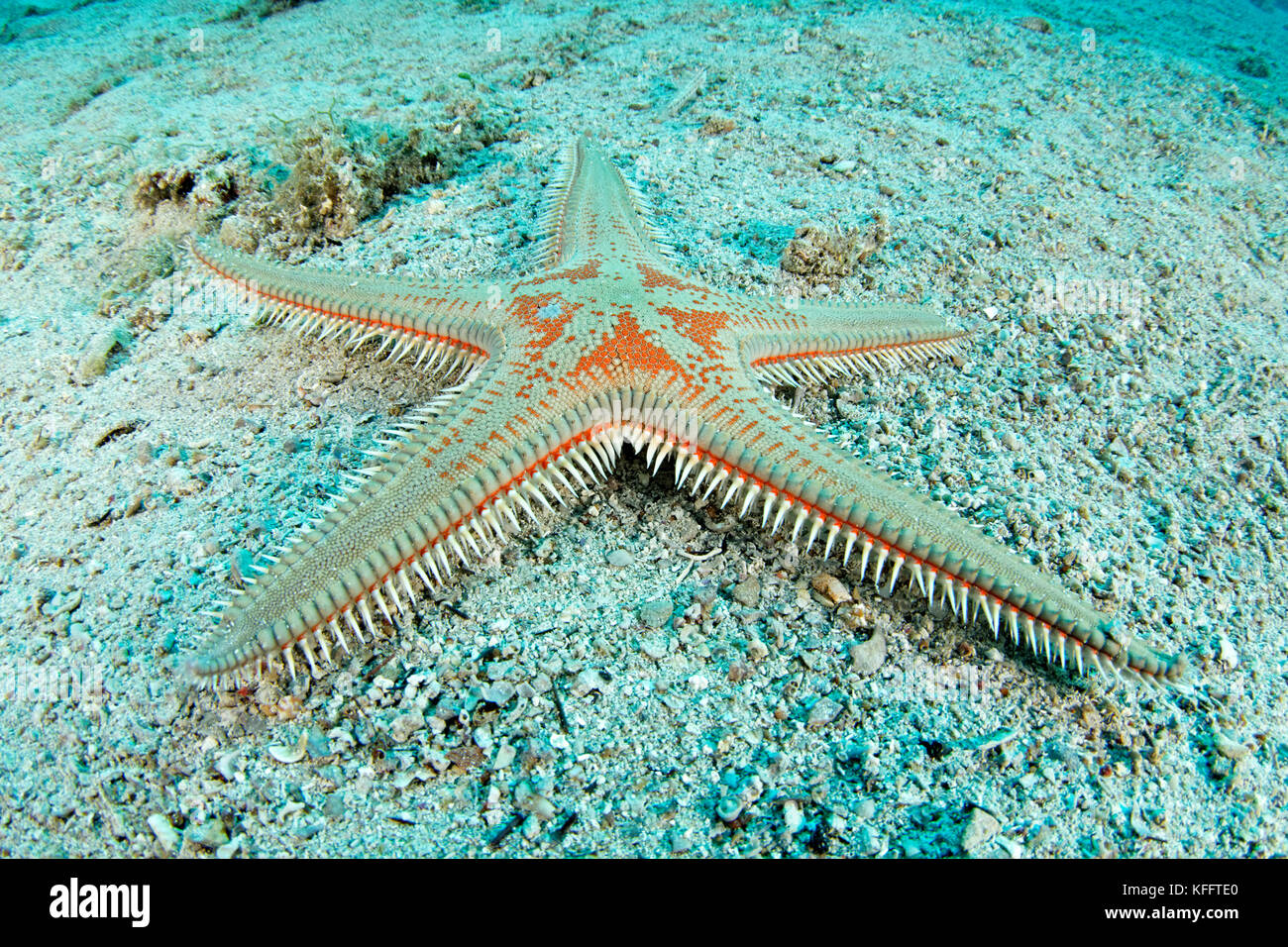 Comb star, Astropecten aranciacus, Adriatic Sea, Mediterranean Sea ...