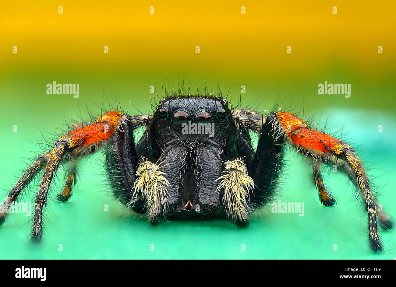 Spider, a colored background on the various pictures taken with Super ...