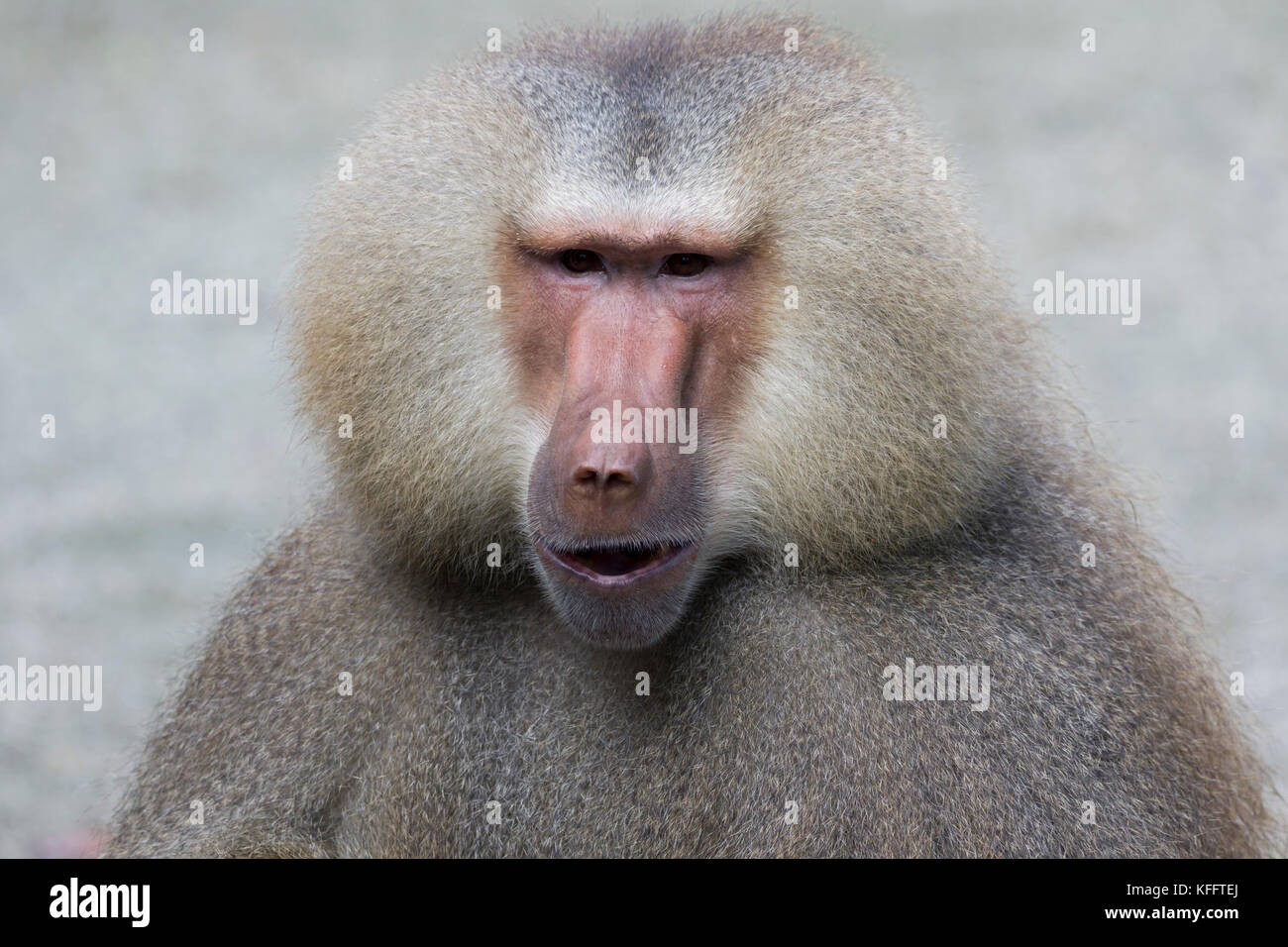 Hamadryas baboon Papio hamadryas Singapore Zoo MA003474 Stock Photo - Alamy