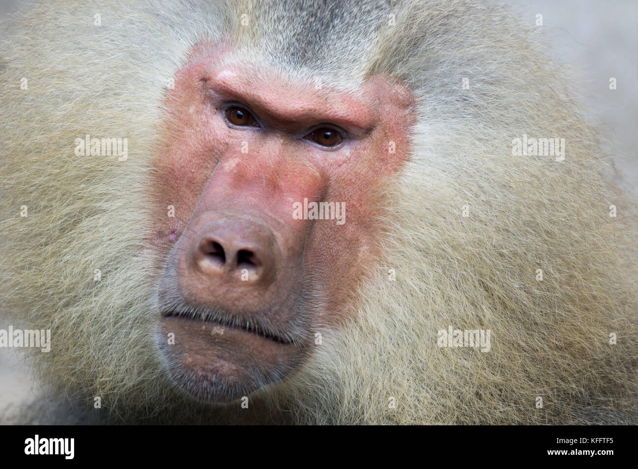 Hamadryas baboon Papio hamadryas Singapore Zoo MA003475 Stock Photo - Alamy
