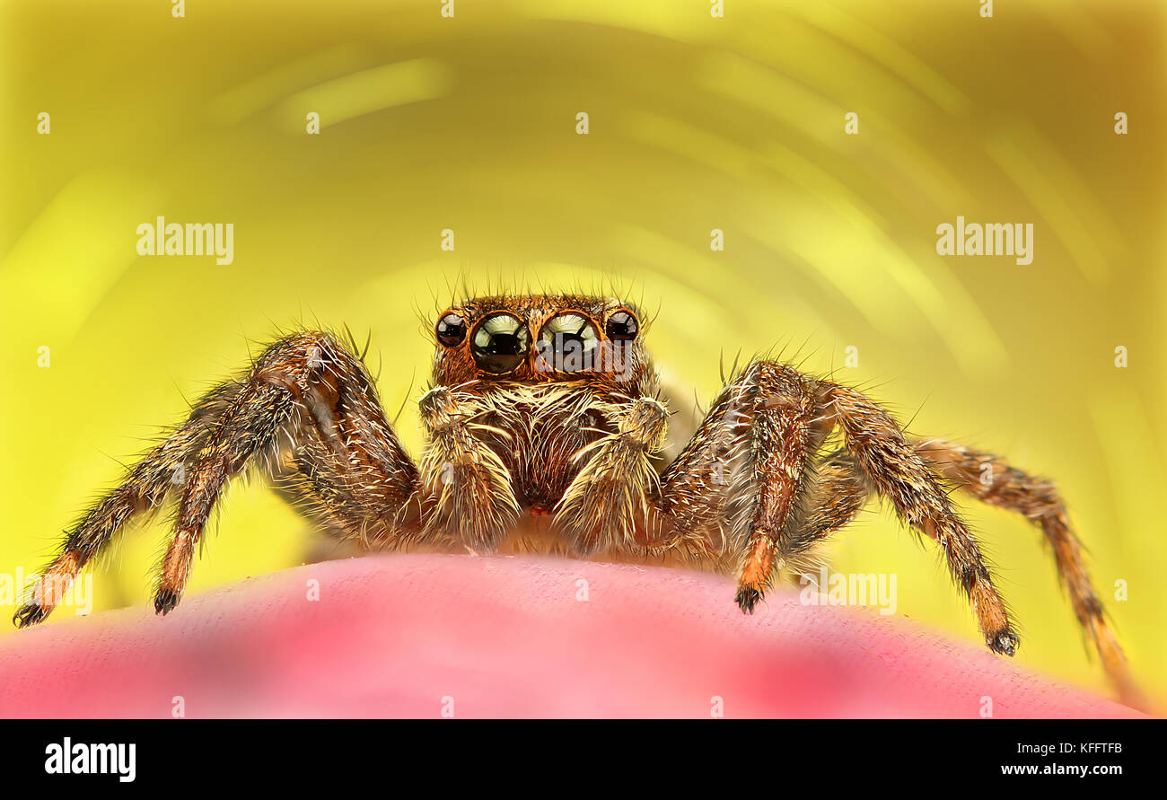 Spider, a colored background on the various pictures taken with Super ...