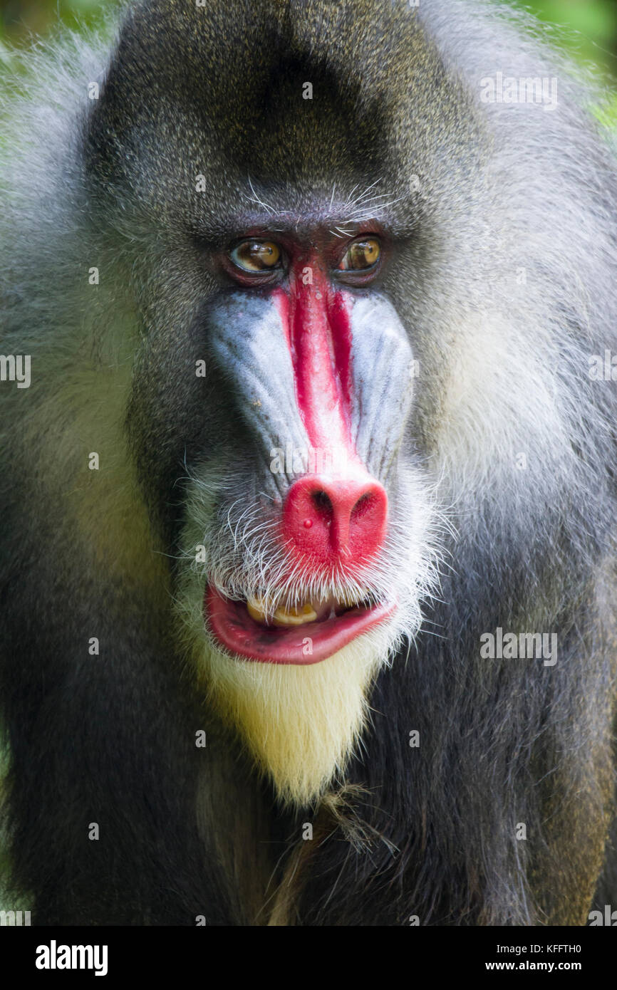 Mandrill - Dominant Male Mandrillus sphinx Singapore Zoo MA003489 Stock ...