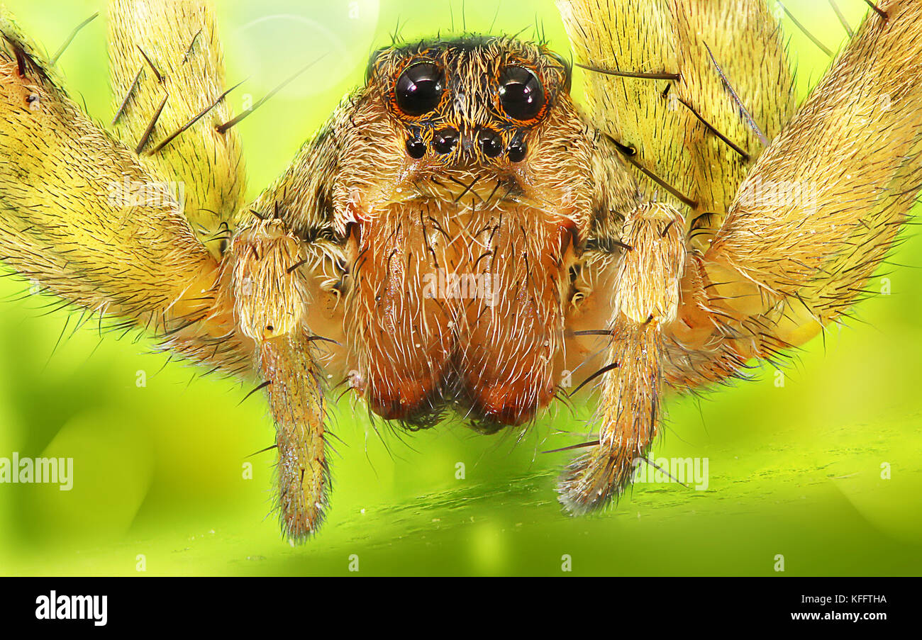 Spider, a colored background on the various pictures taken with Super ...