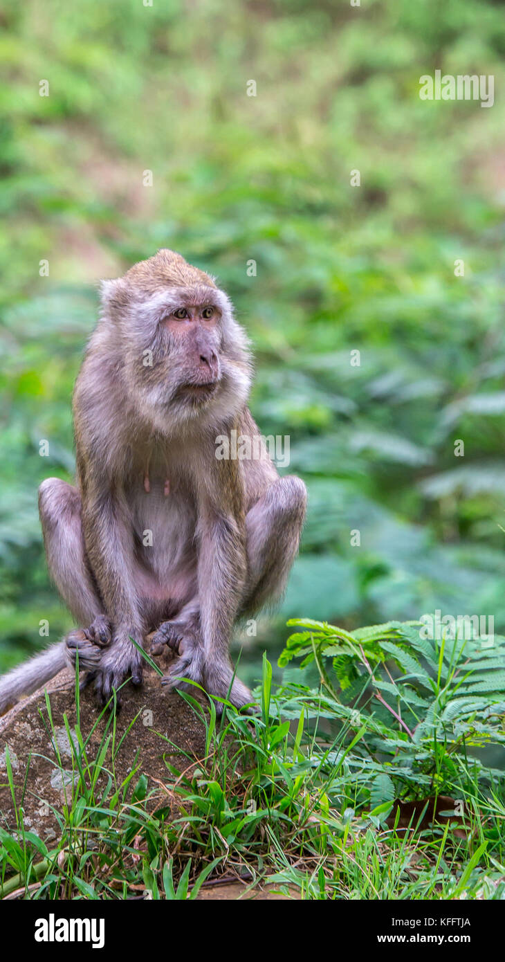 old macaque monkey sitting on the rock Stock Photo - Alamy