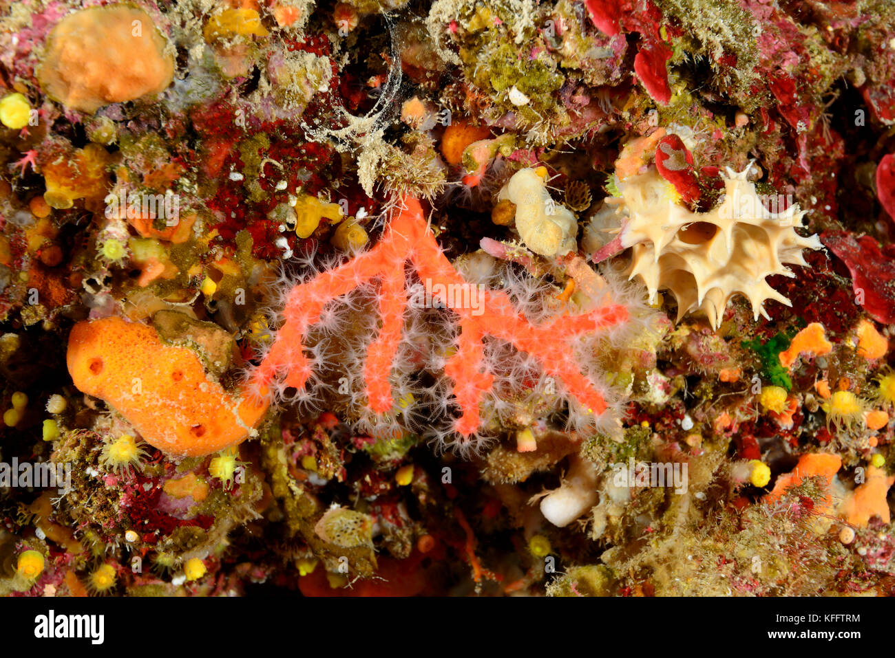 Precious coral, Corallium rubrum, Adriatic Sea, Mediterranean Sea ...