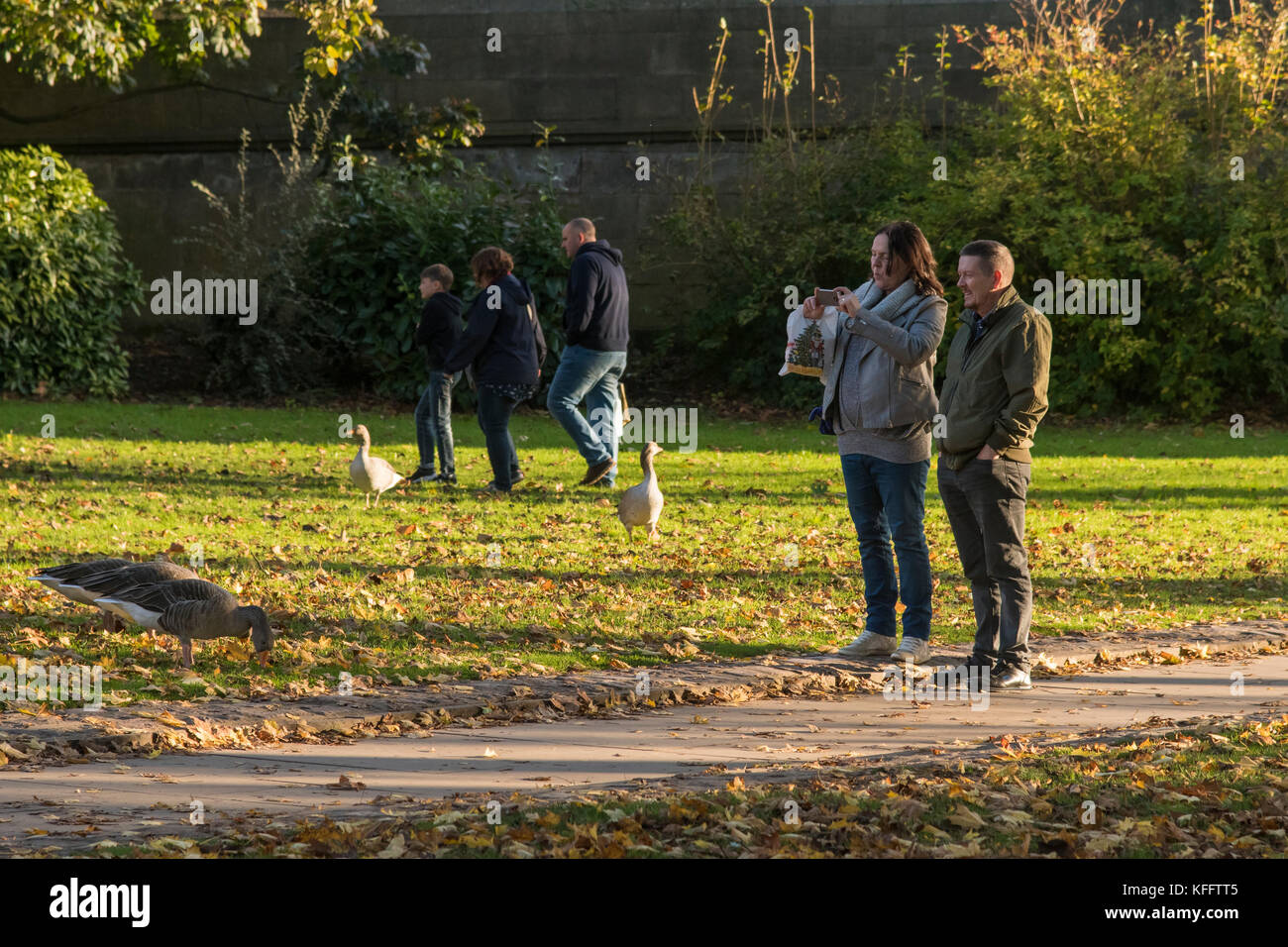 Snapping geese hi-res stock photography and images - Alamy