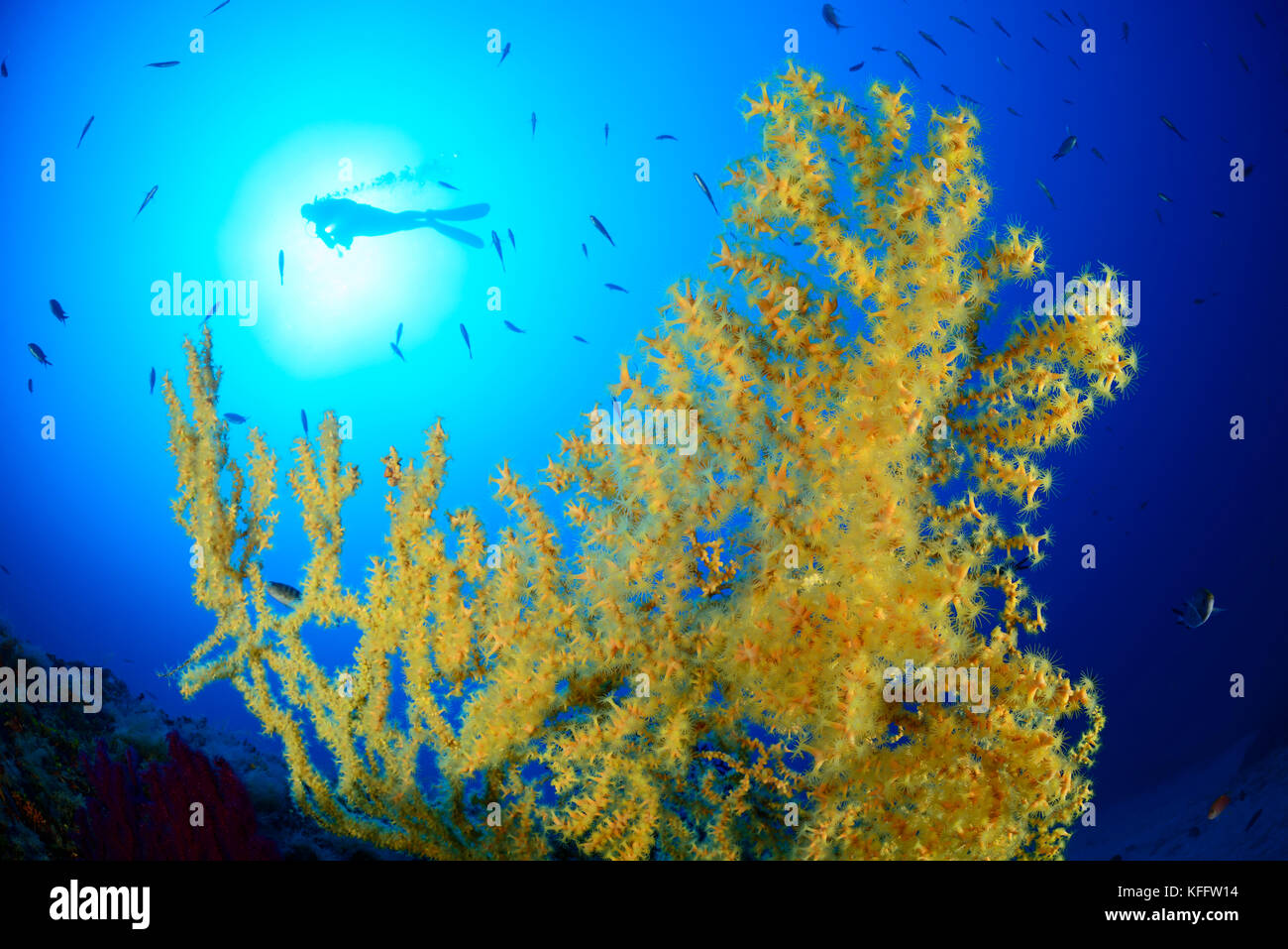 Gold coral, Savalia savaglia and scuba diver, Lastovo, Adriatic Sea ...