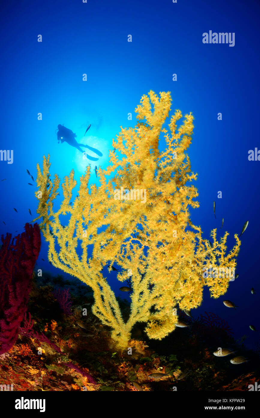 Gold coral, Savalia savaglia and scuba diver, Lastovo, Adriatic Sea ...