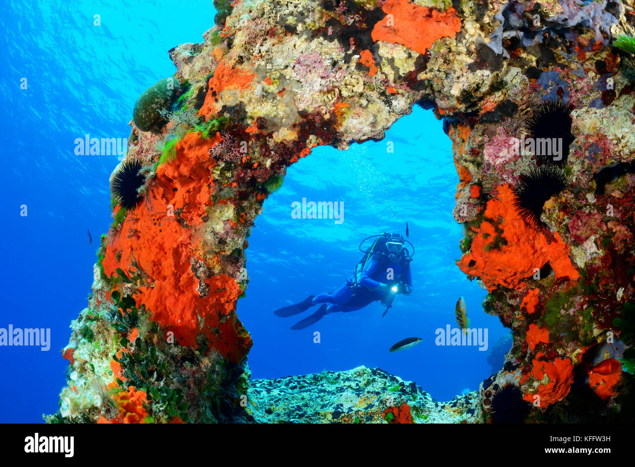 Coralreef with Arch and scuba diver, Adriatic Sea, Mediterranean Sea ...