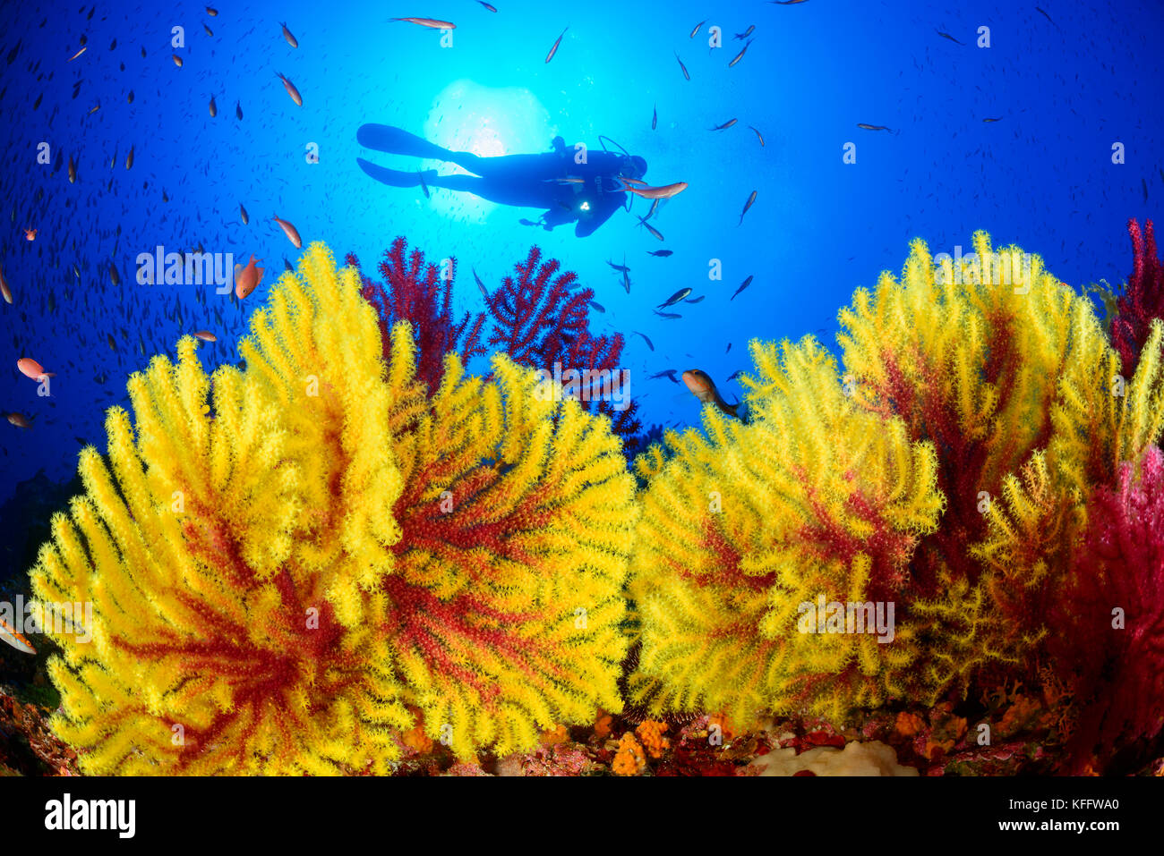 Violescent sea whip, Paramuricea clavata, Coral reef and scuba diver ...