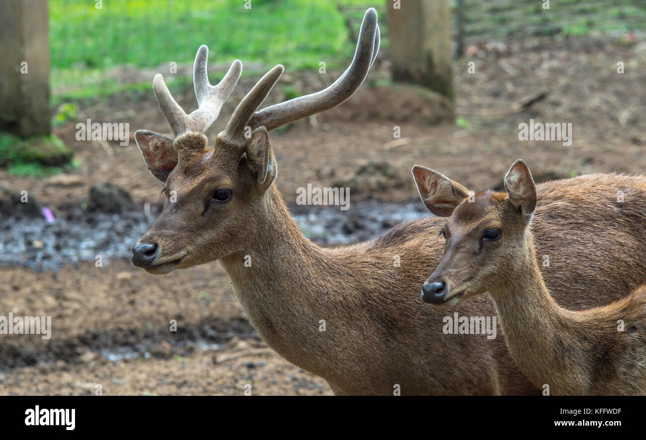 a pair of male and female brown asian deer in the captivity Stock Photo ...