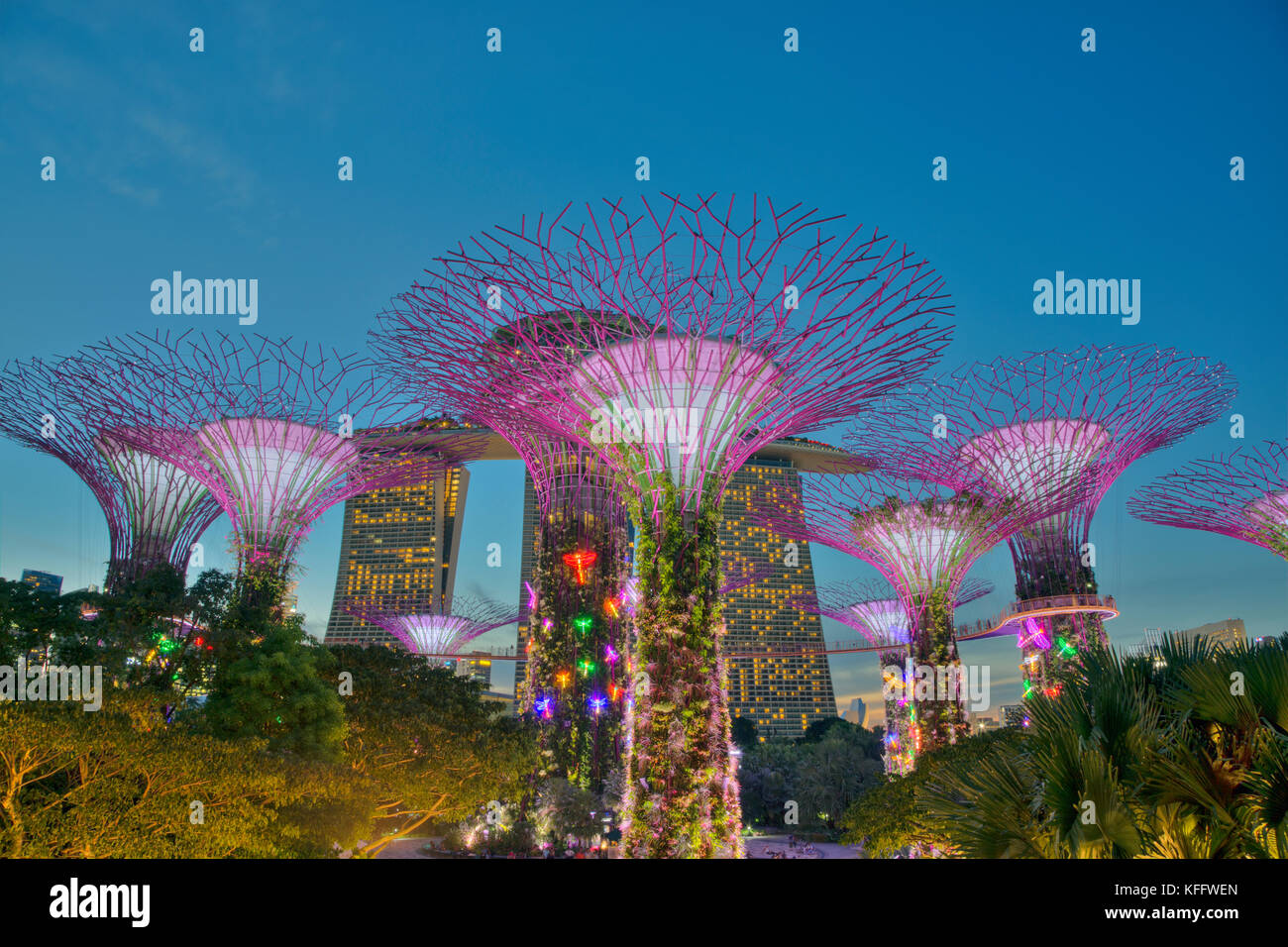 Supertrees Lit at Night Marina Bay Gardens Singapore TV000470re Stock ...