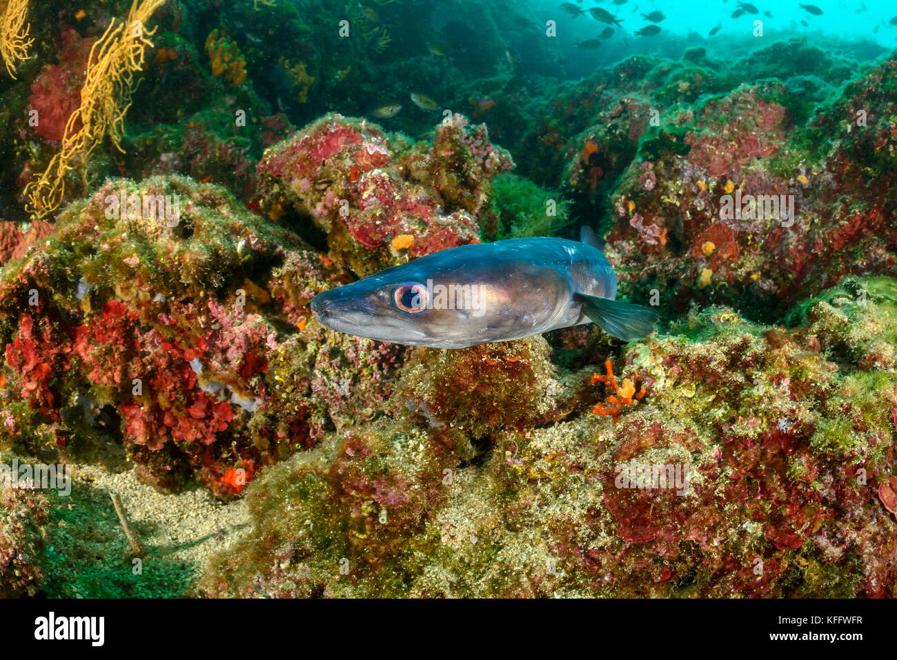 European conger, Conger conger in Coralreef, Sveta Marina, Labin ...