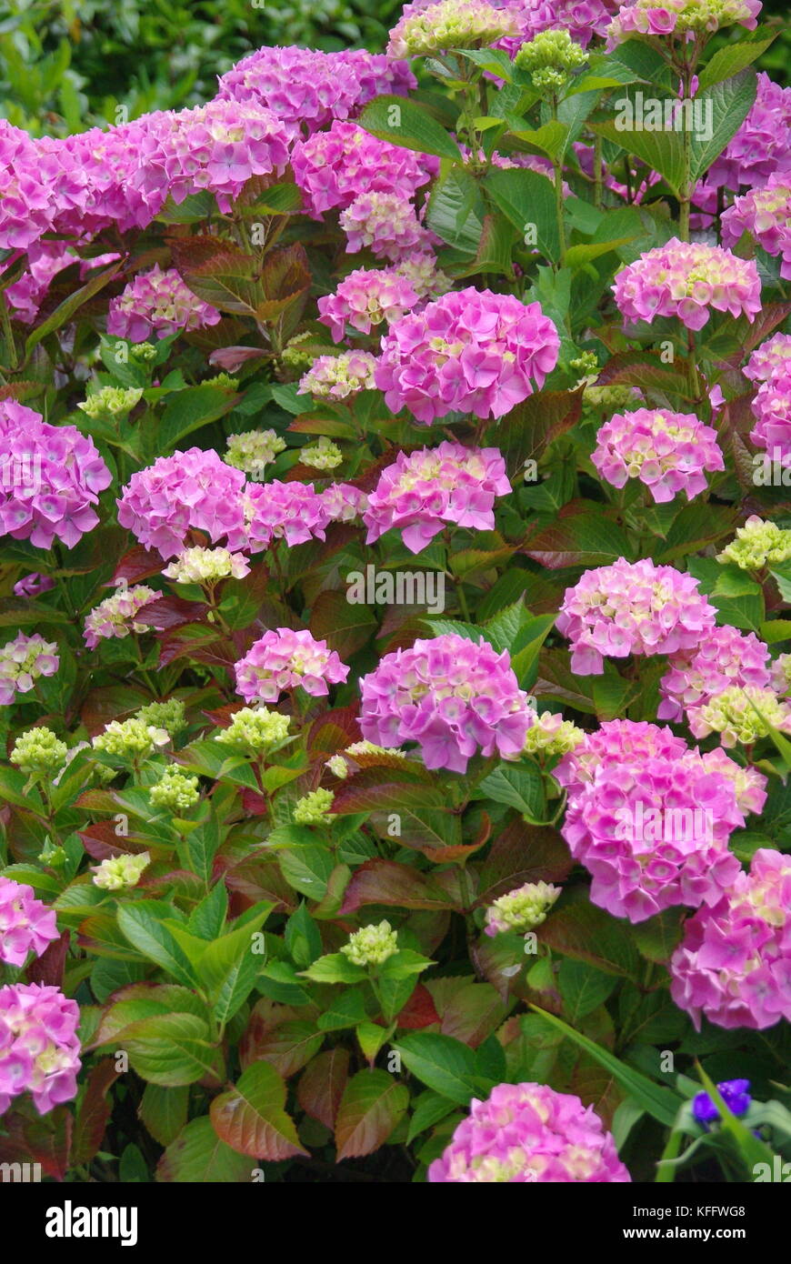 Pink hydrangea shrub hi-res stock photography and images - Alamy