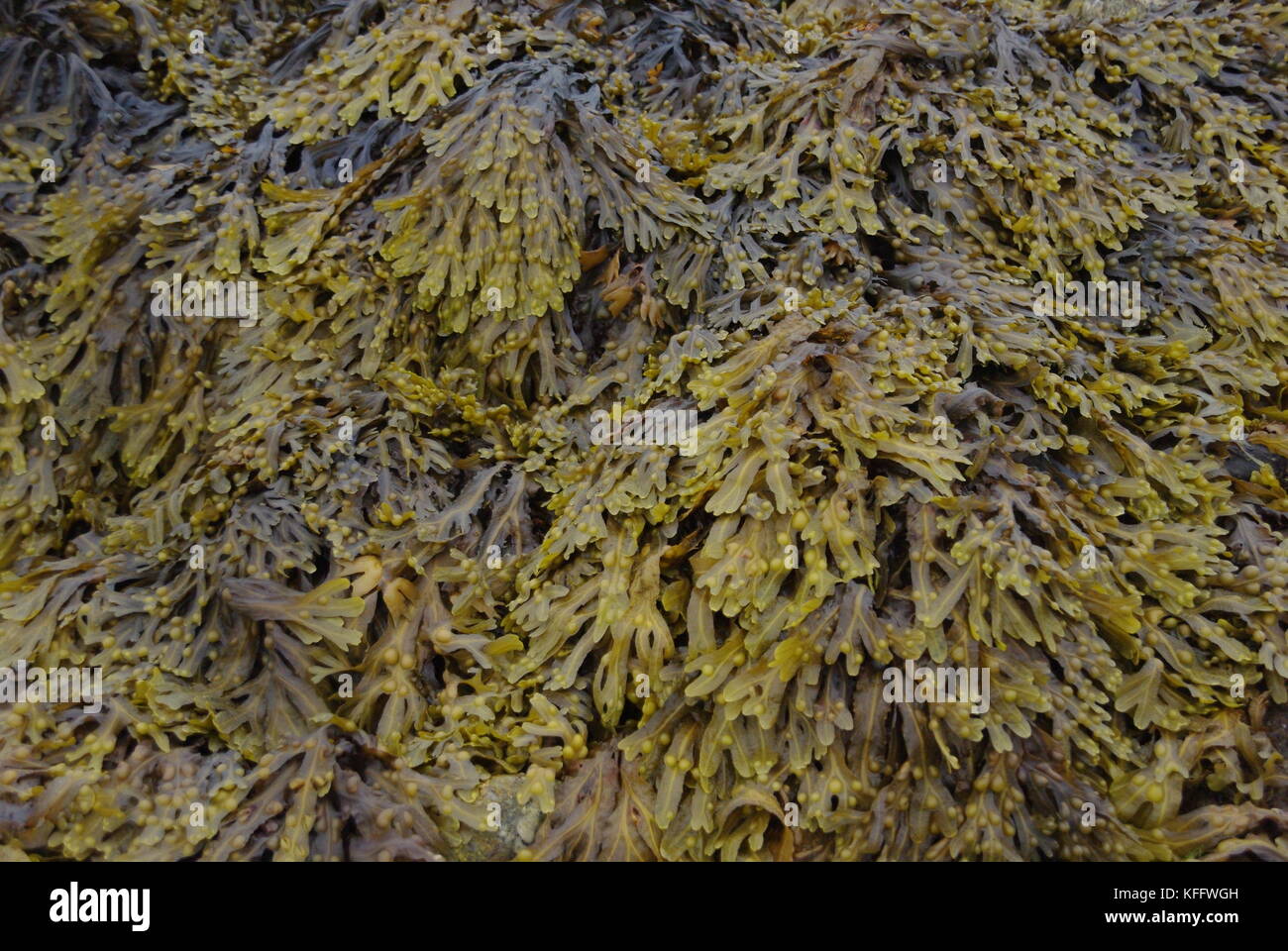Bladder Wrack Seaweed Stock Photo - Alamy