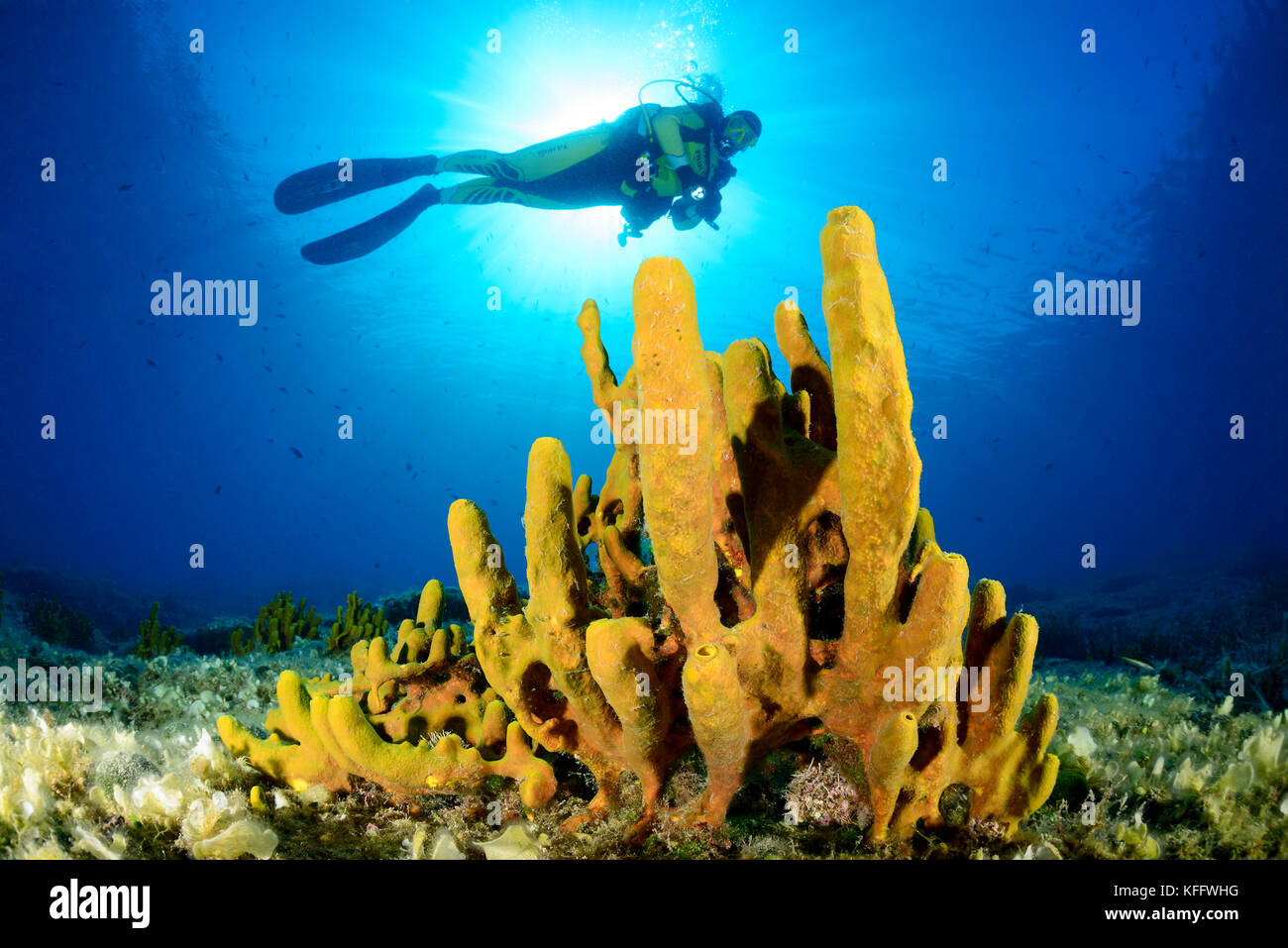 Yellow tube sponge, Aplysina aerophoba, Coral reef and scuba diver ...