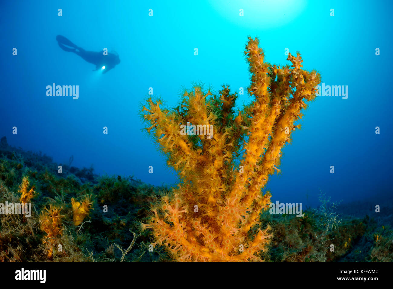 Finger sponge and Yellow Encrusting Anemone, Axinella polycapella ...