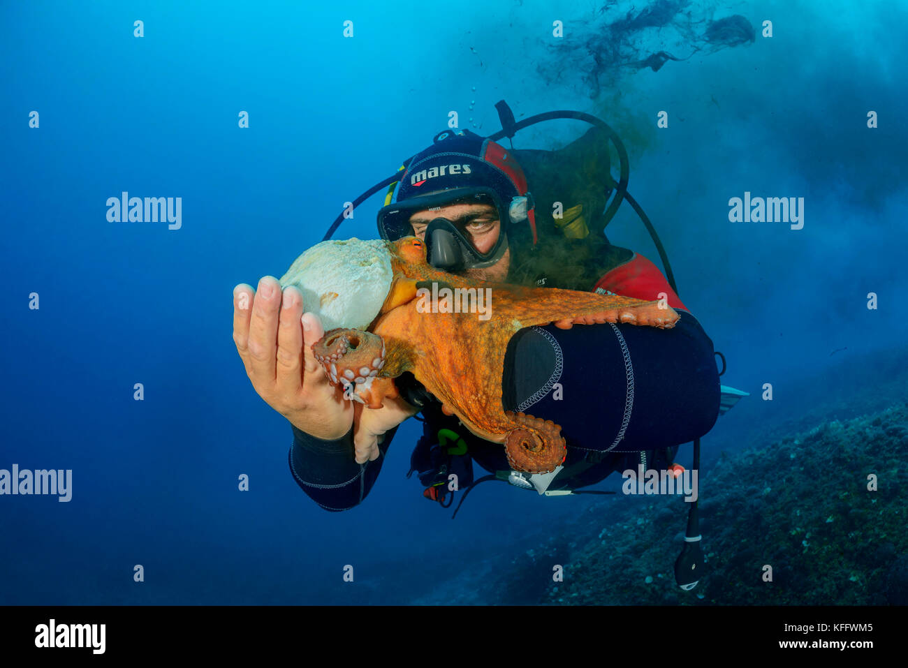 Octopus Scuba Diver Video at William Mata blog