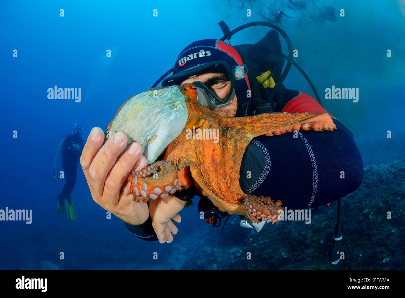 Common octopus, Octopus vulgaris and scuba diver, Adriatic Sea ...