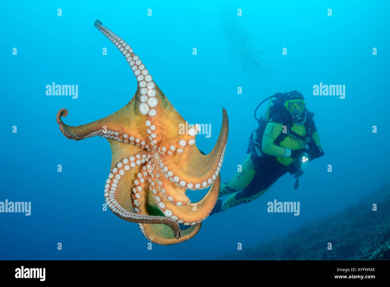 Common octopus, Octopus vulgaris and scuba diver, Adriatic Sea ...