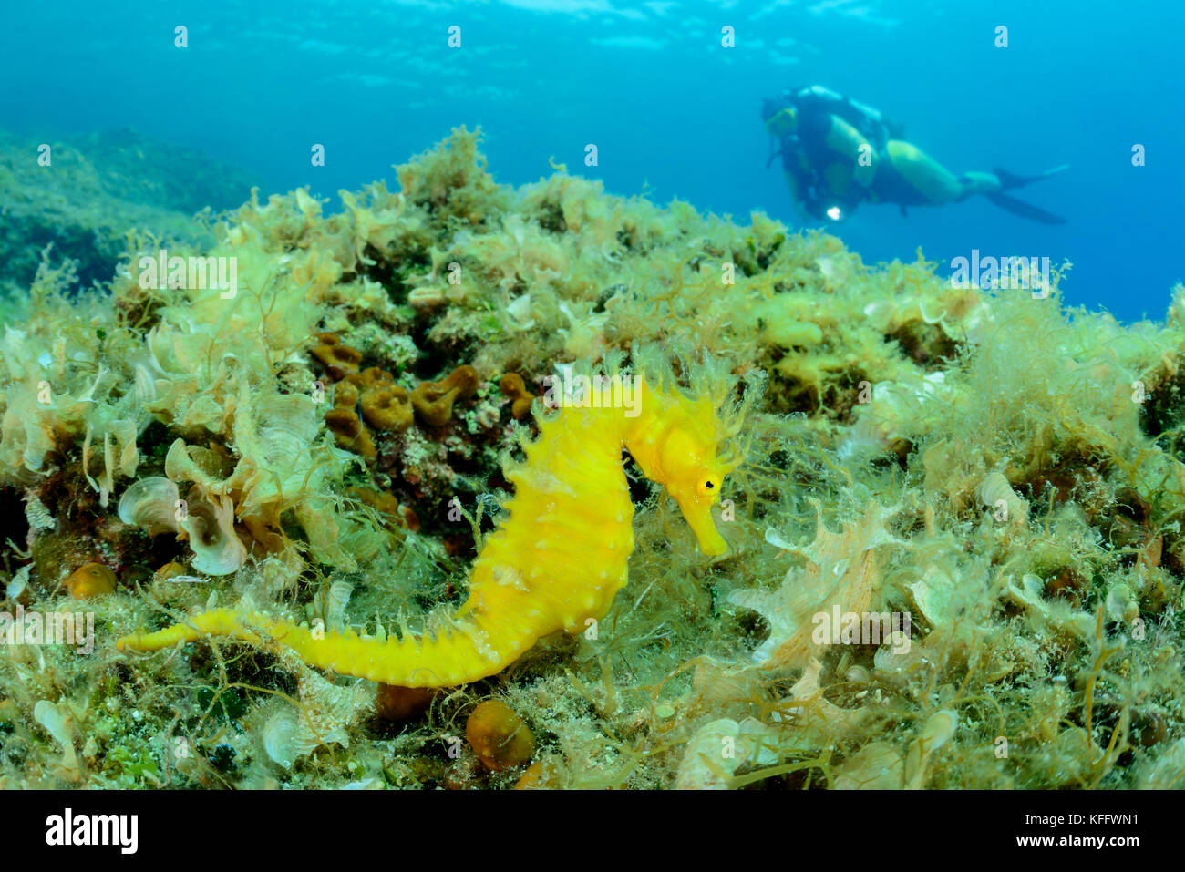 Diver sea horse hi-res stock photography and images - Alamy