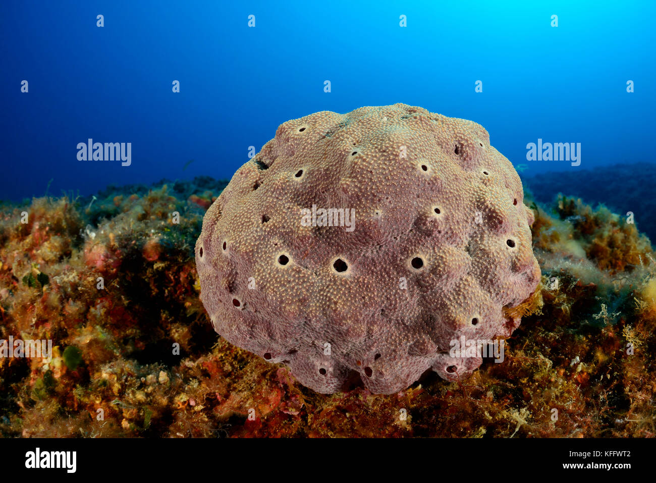 Multable or Variable Leather Sponge, Ircinia Variabilis, Adriatic Sea ...