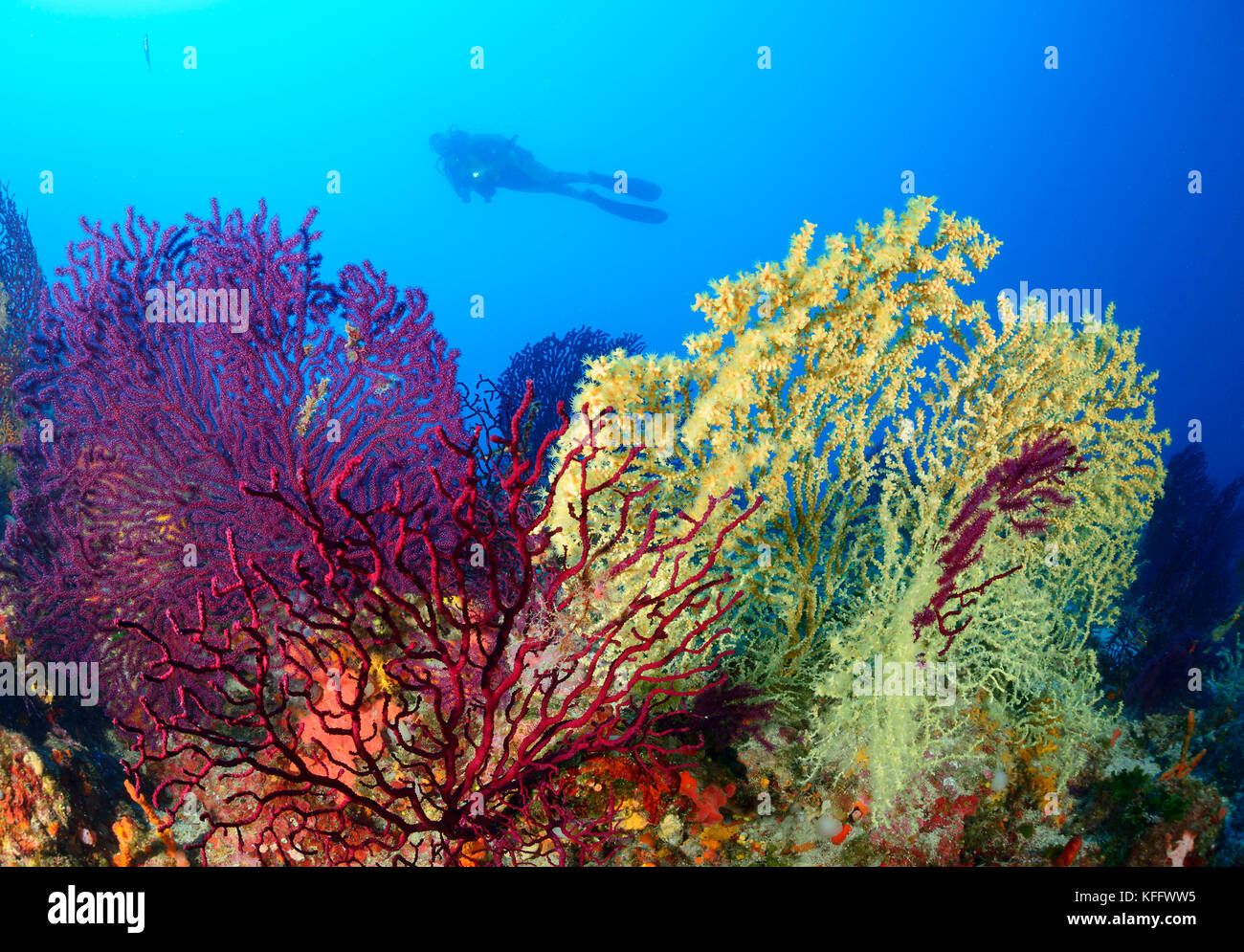 Gold coral and Violescent sea whip, Savalia savaglia and Paramuricea ...