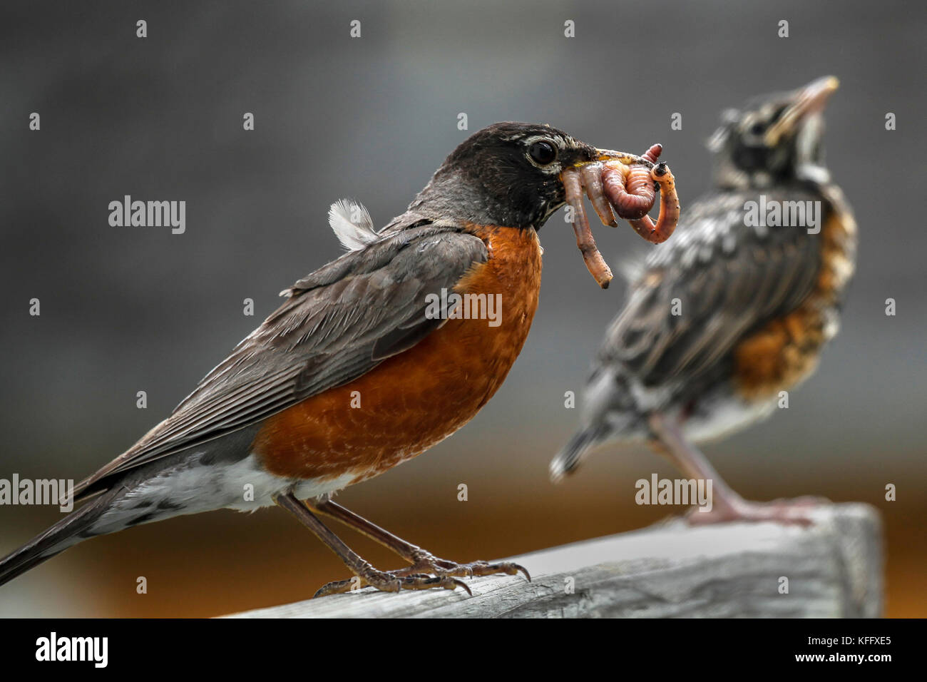 Canadian robin hi-res stock photography and images - Alamy