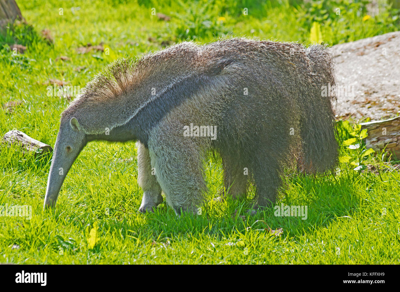 GIANT ANT EATER, Myrmelophaga Tridactyla, Brazil, South America ...
