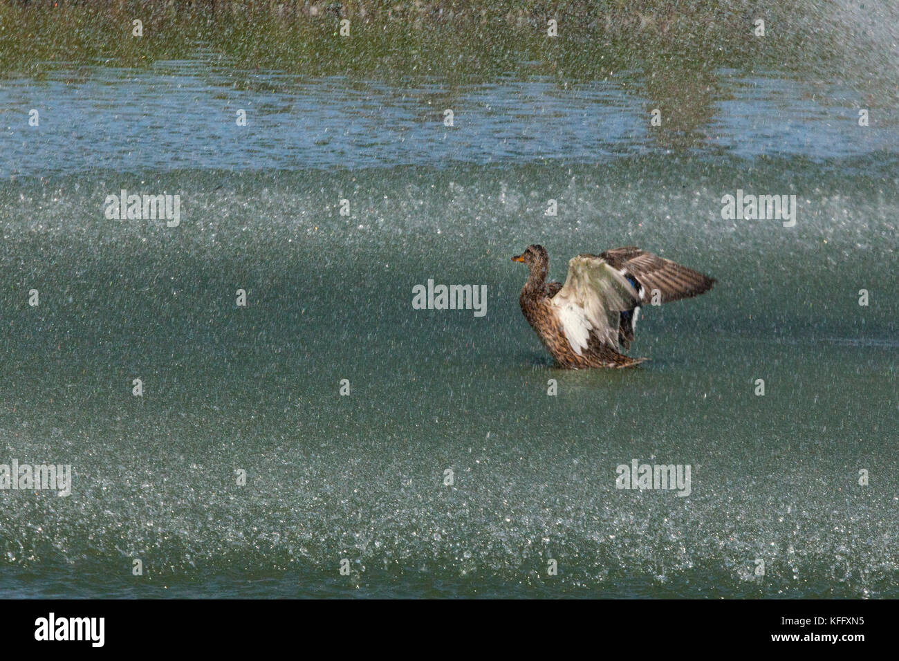 Moth tracks hi-res stock photography and images - Alamy