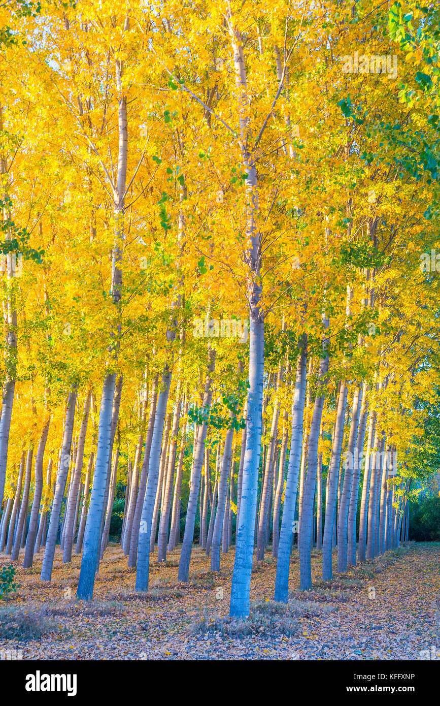 Arboles dorados hi-res stock photography and images - Alamy