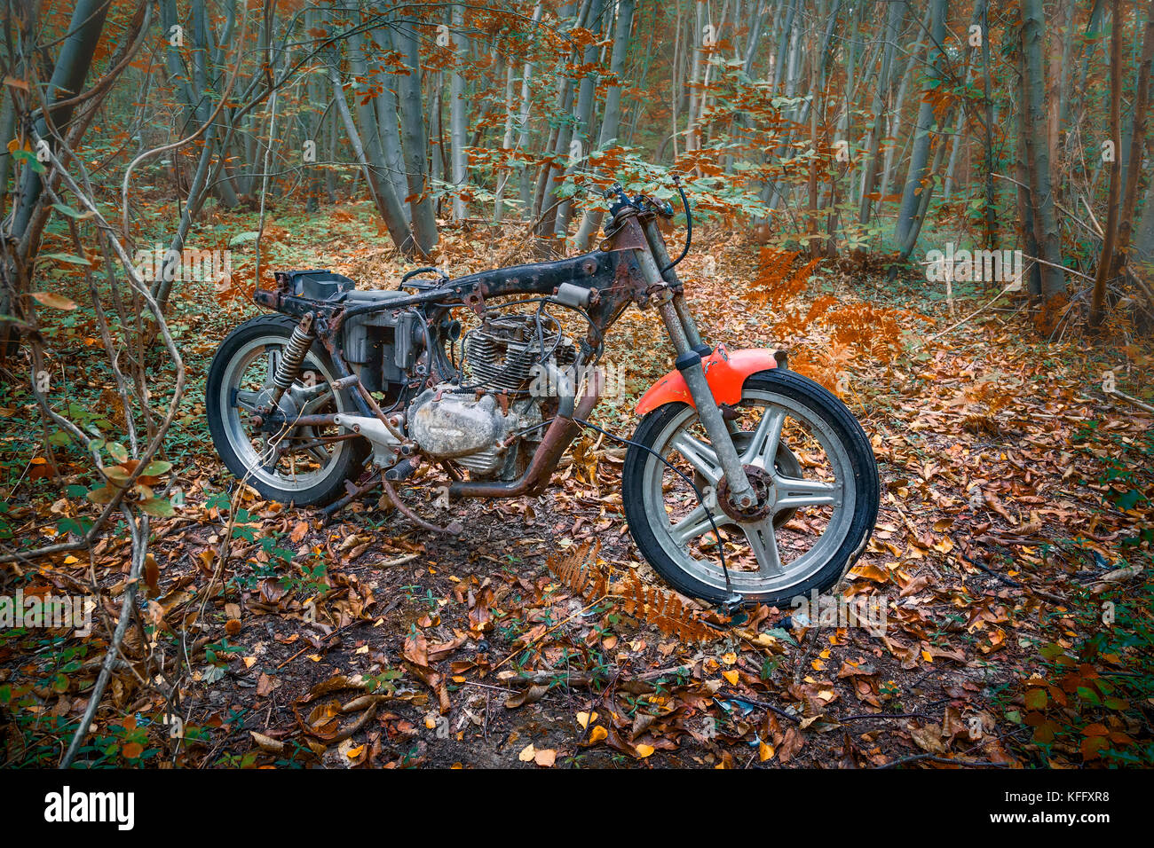 a wrecked and abandoned motor bike in a clearing in woods at autumn ...