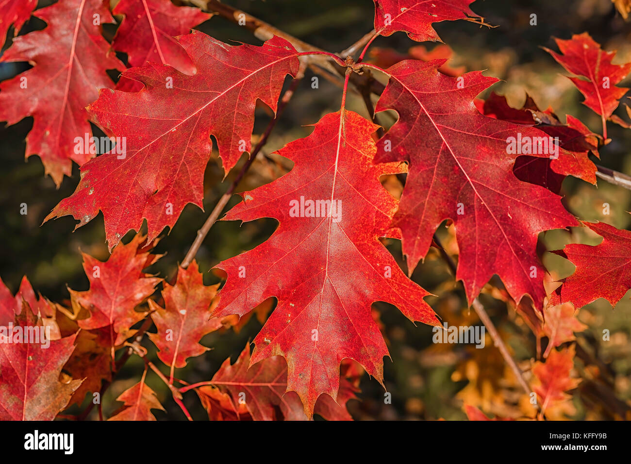 Autumn coloration of the northern red oak foliage Stock Photo - Alamy
