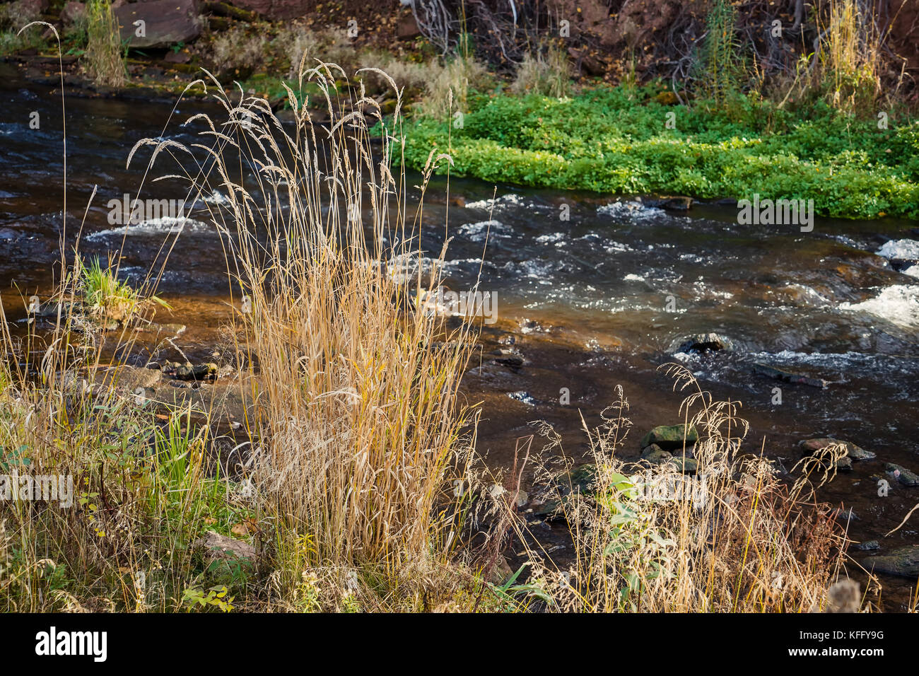 Vegetation along the shore of a small river in autumn Stock Photo - Alamy