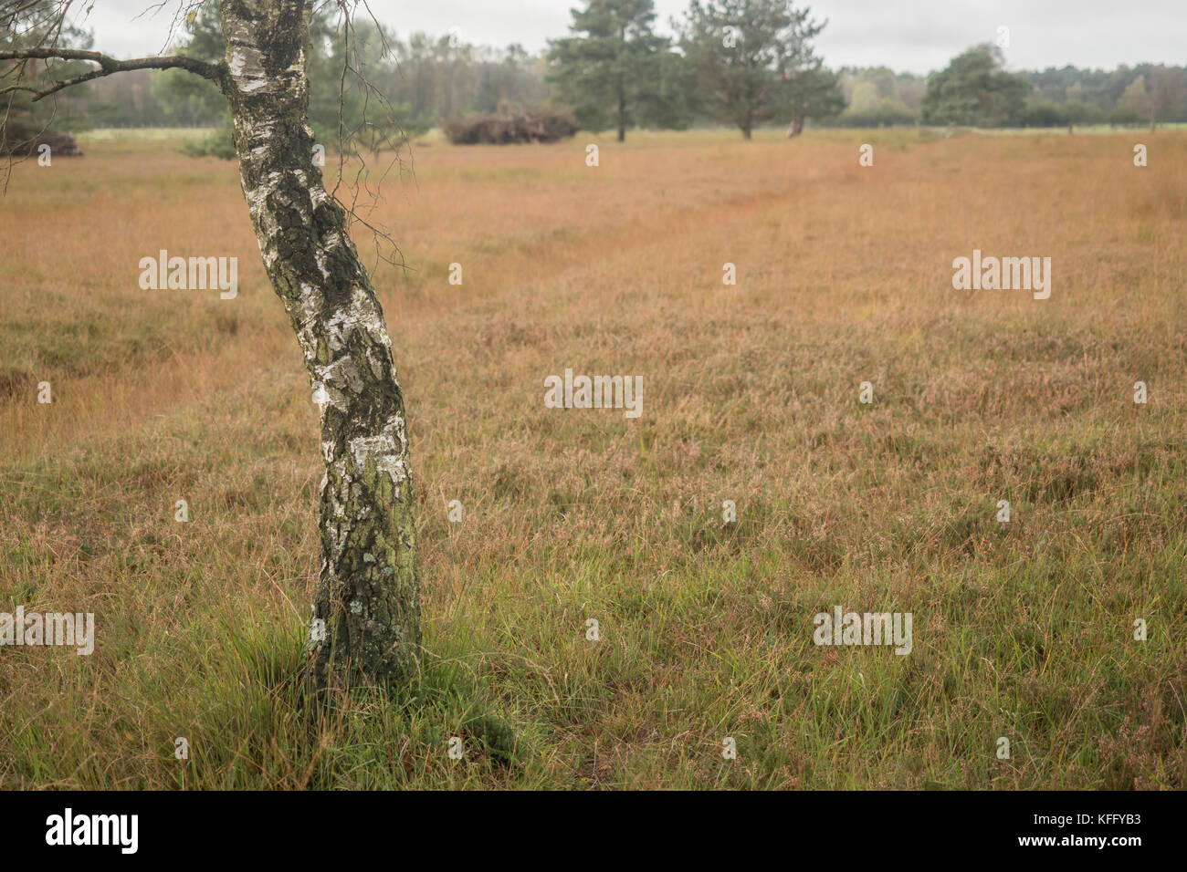 Lueneburger moor hi-res stock photography and images - Alamy