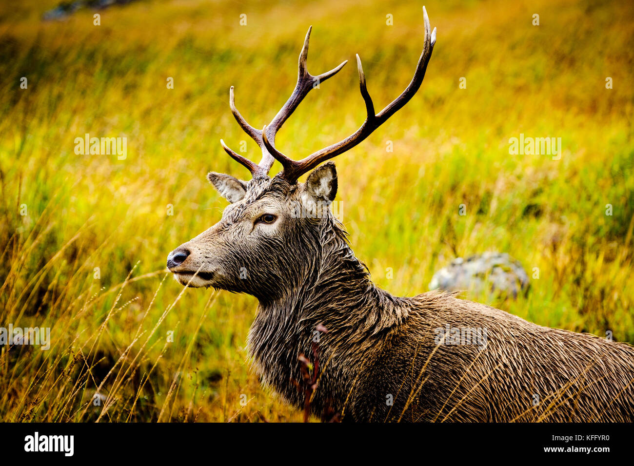 Red deer stag in Glen Etive Highlands of Scotland in late autumn Stock ...