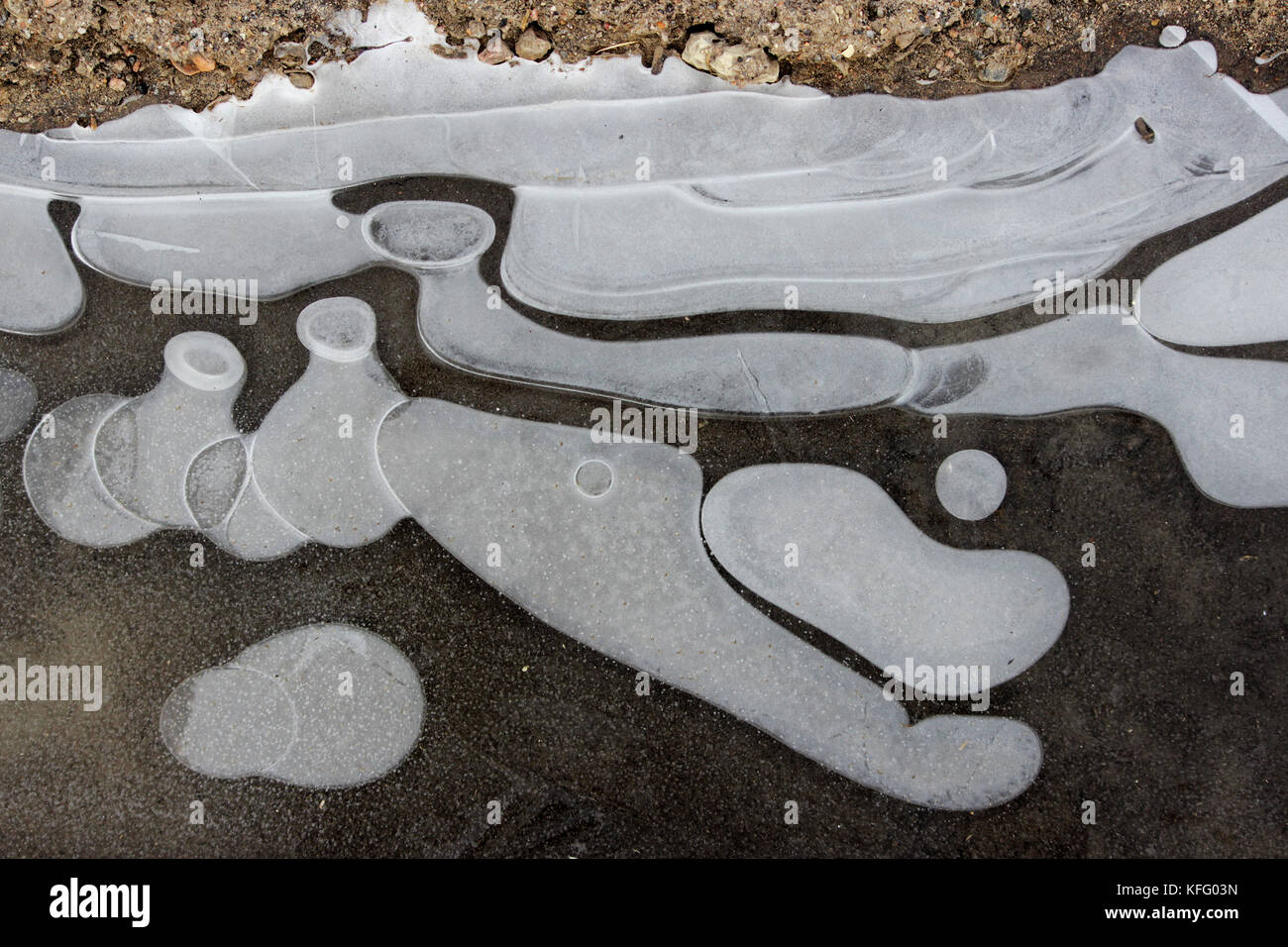 puddle, covered with ice with frozen bubbles in winter. interesting ...